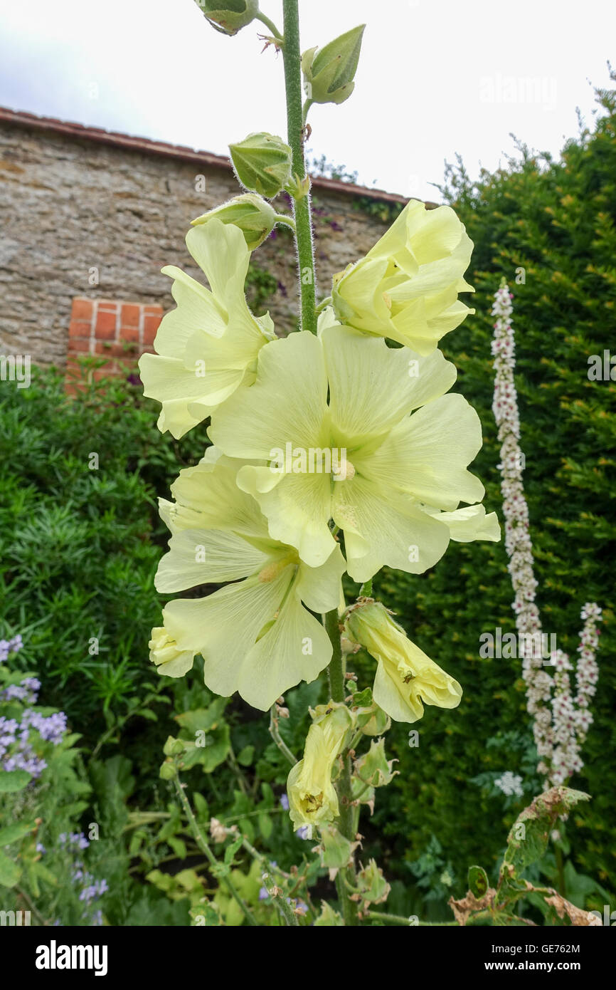 Yellow Hollyhock -1 Stock Photo - Alamy