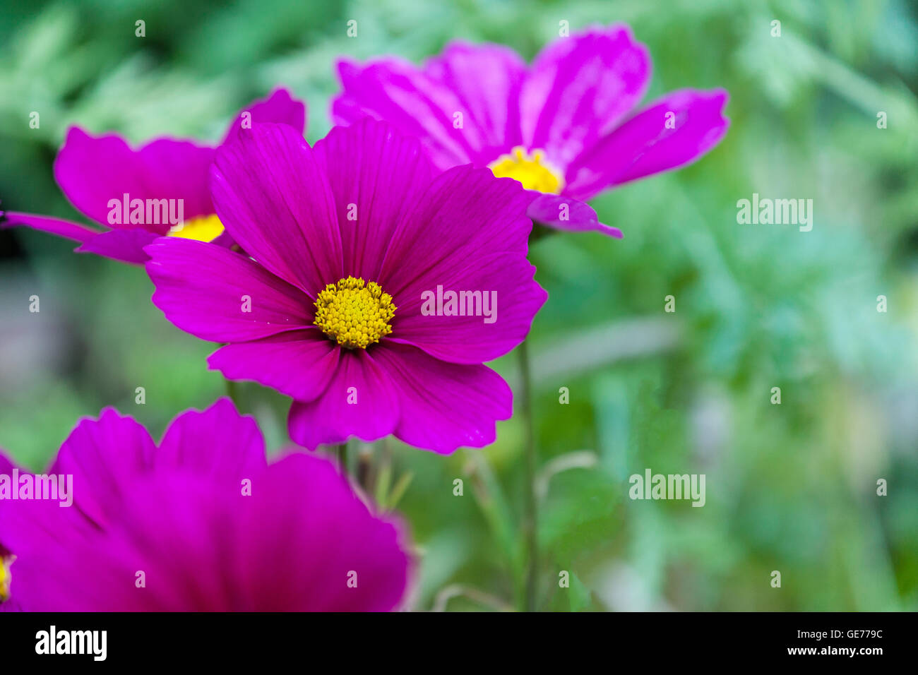 Deep Pink Cosmos Stock Photo - Alamy
