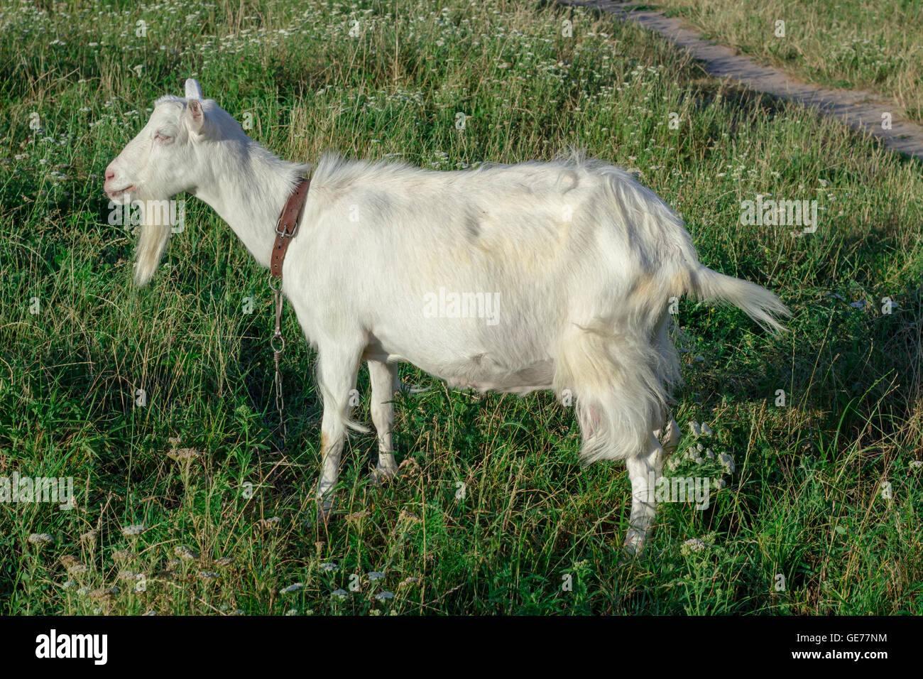 White goat grasses on village field, countryside vacation Stock Photo ...