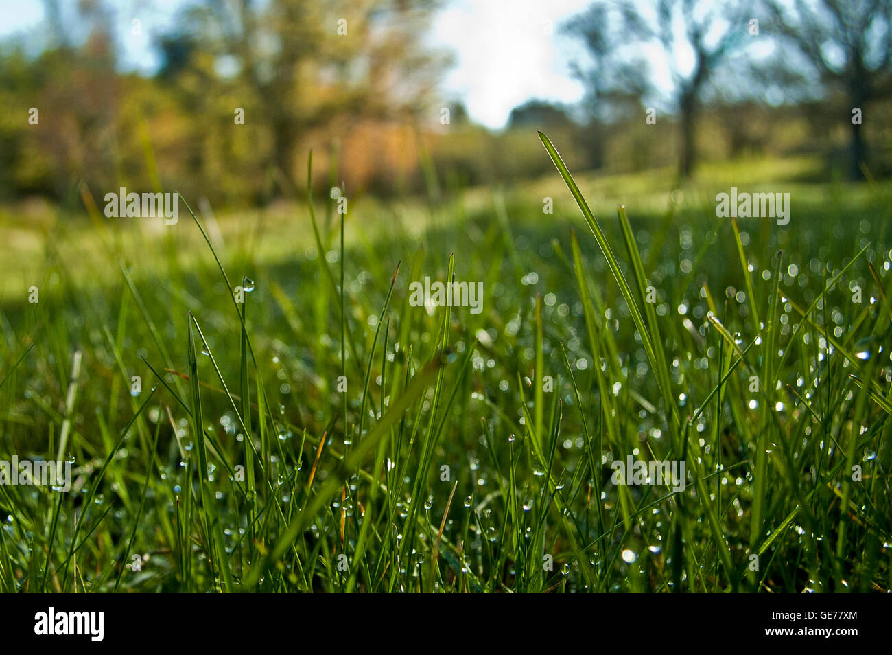 Wet grass with small drops of dew or rain in a wild field, at dawn ...