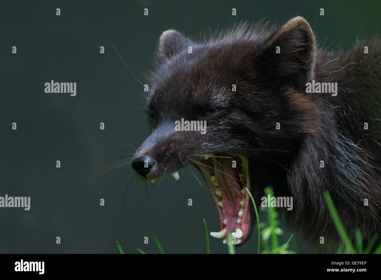 Arctic Fox growl snarl howl growl scream Stock Photo - Alamy