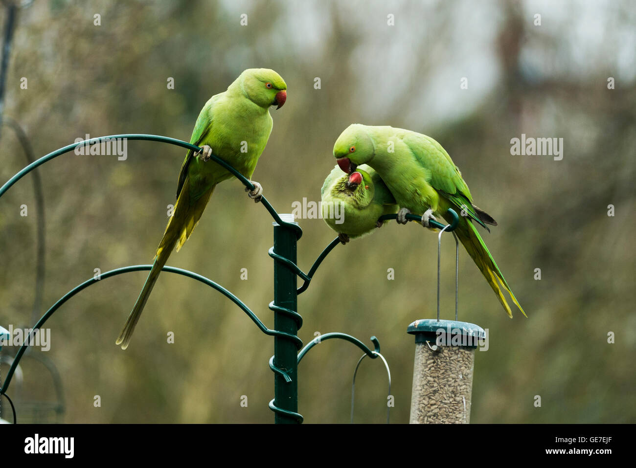 Rose-ringed or ring-necked parakeet (Psittacula krameri) on bird ...