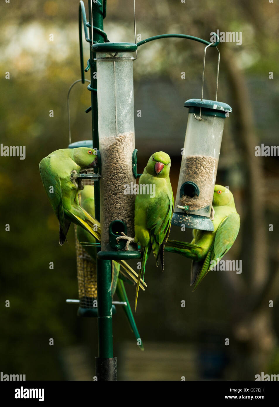 Male and female parakeets hi-res stock photography and images - Alamy
