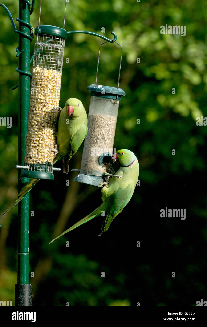 Male and female parakeets hi-res stock photography and images - Alamy