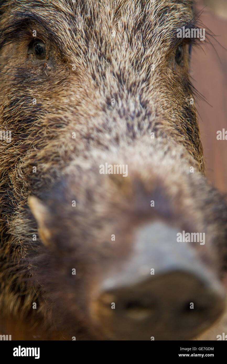 Side view of wild boar hi-res stock photography and images - Alamy