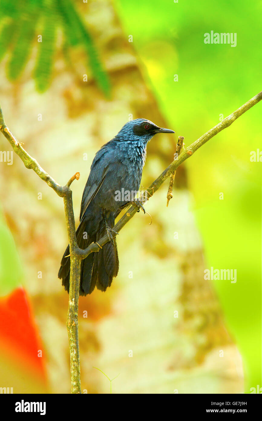 Blue Mockingbird Melanotis caerulescens El Tuito, Jalisco, Mexico 11 ...