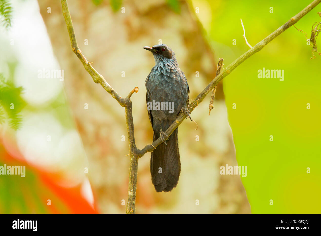 Blue Mockingbird Melanotis caerulescens El Tuito, Jalisco, Mexico 11 ...