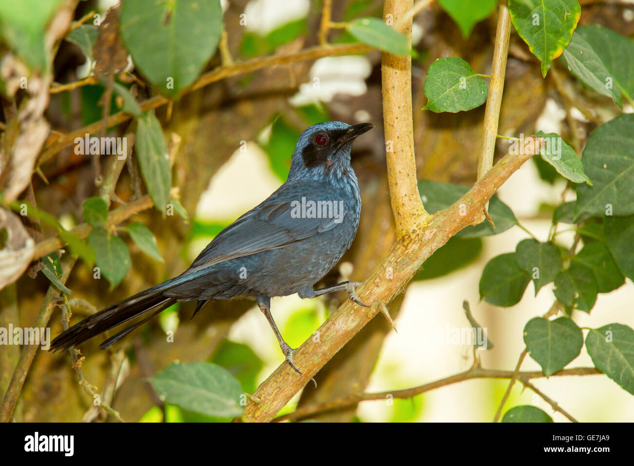 Blue Mockingbird Melanotis caerulescens El Tuito, Jalisco, Mexico 11 ...