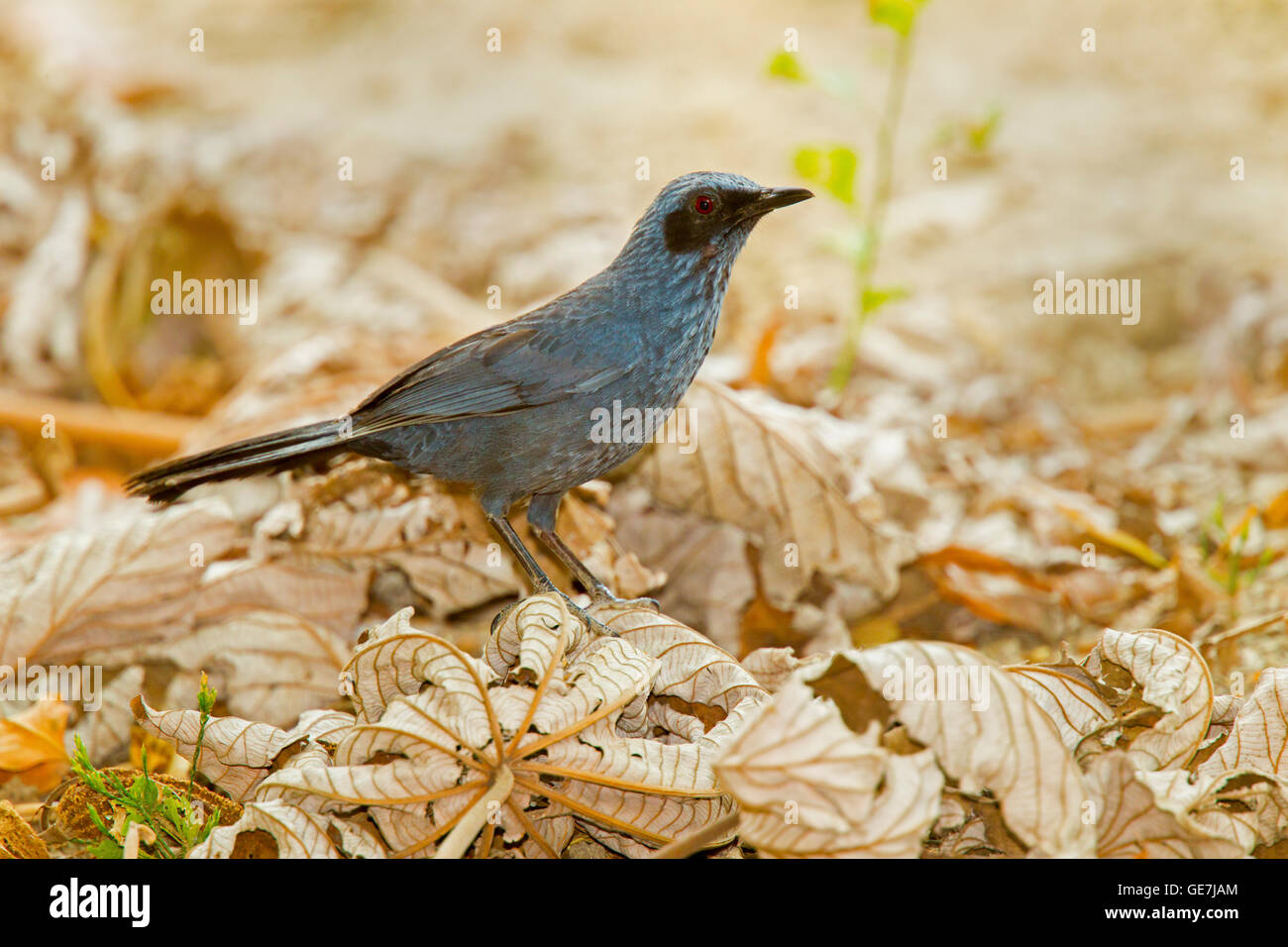 Blue Mockingbird Melanotis caerulescens El Tuito, Jalisco, Mexico 11 ...