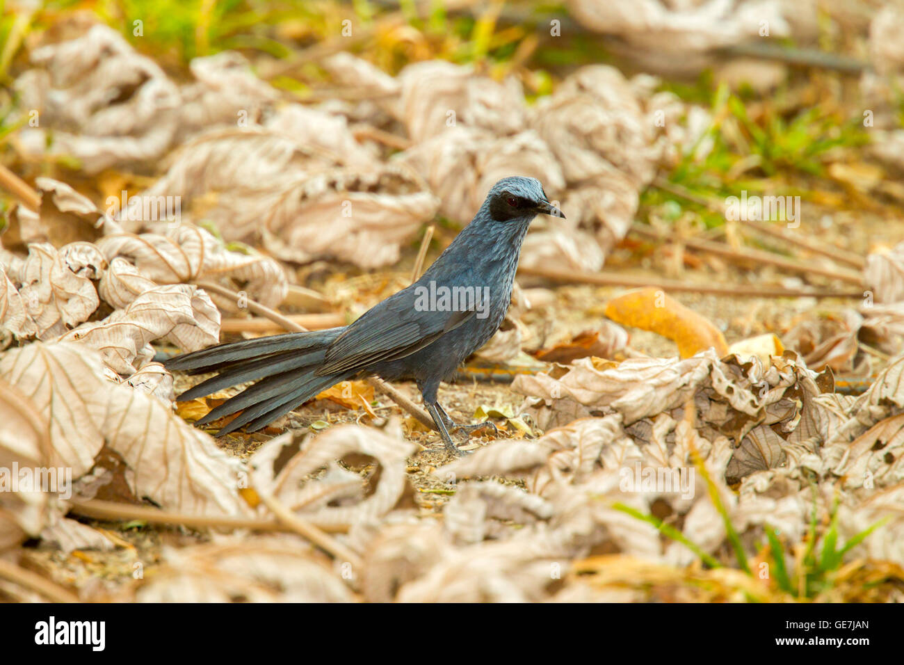 Blue Mockingbird Melanotis caerulescens El Tuito, Jalisco, Mexico 11 ...