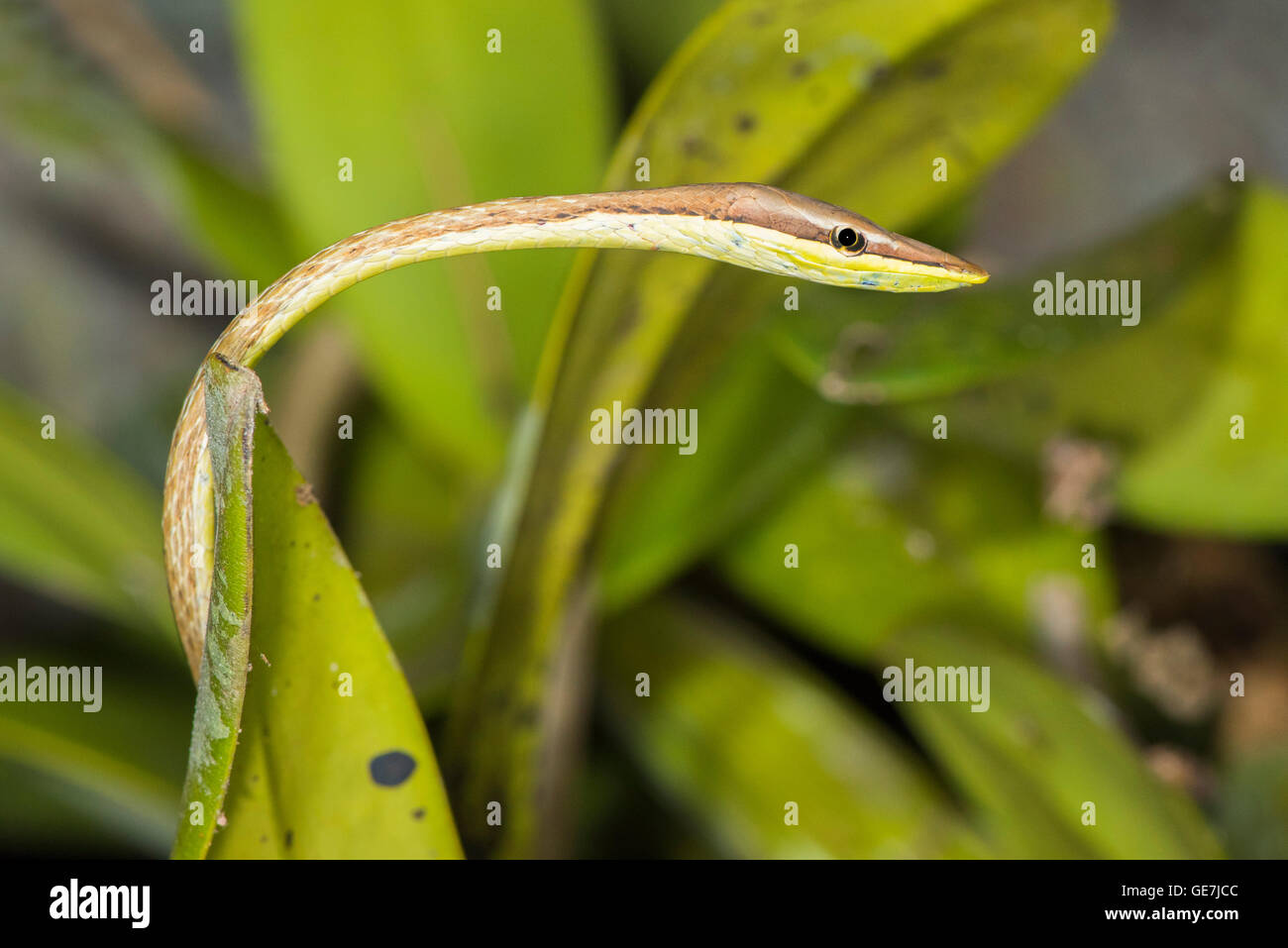 Brown Vine Snake Oxybelis aeneus El Tuito, Jalisco, Mexico 12 June ...