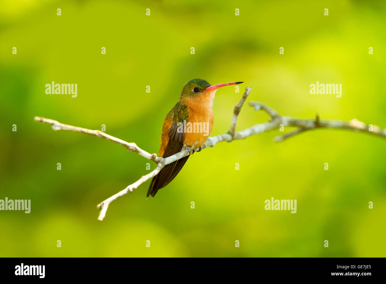 Cinnamon Hummingbird Amazilia rutila El Tuito, Jalisco, Mexico 12 June ...
