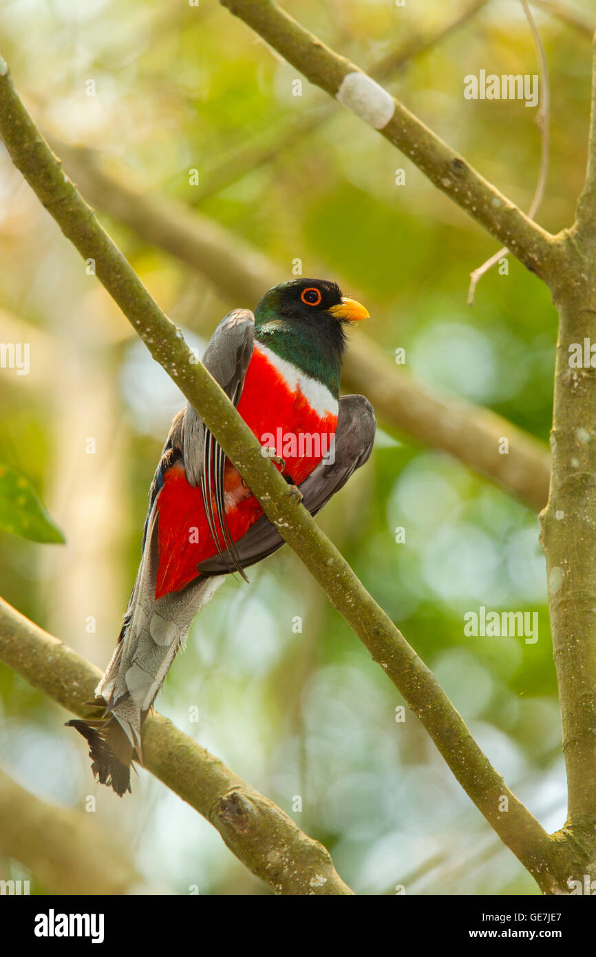 Elegant Trogon Trogon elegans El Tuito, Jalisco, Mexico 10 June Adult ...