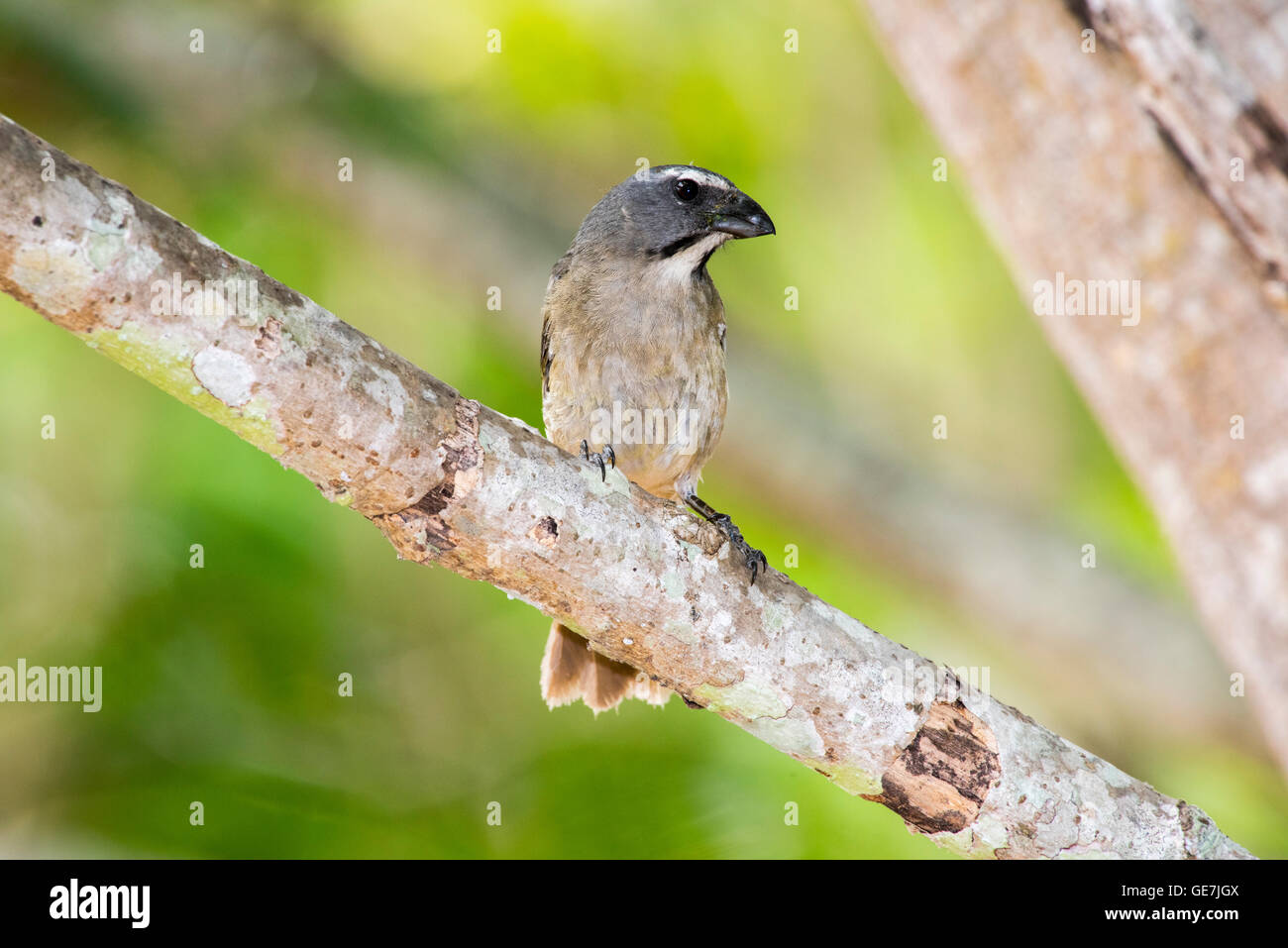 Grayish Saltator Saltator coerulescens vigorsii El Tuito, Jalisco ...