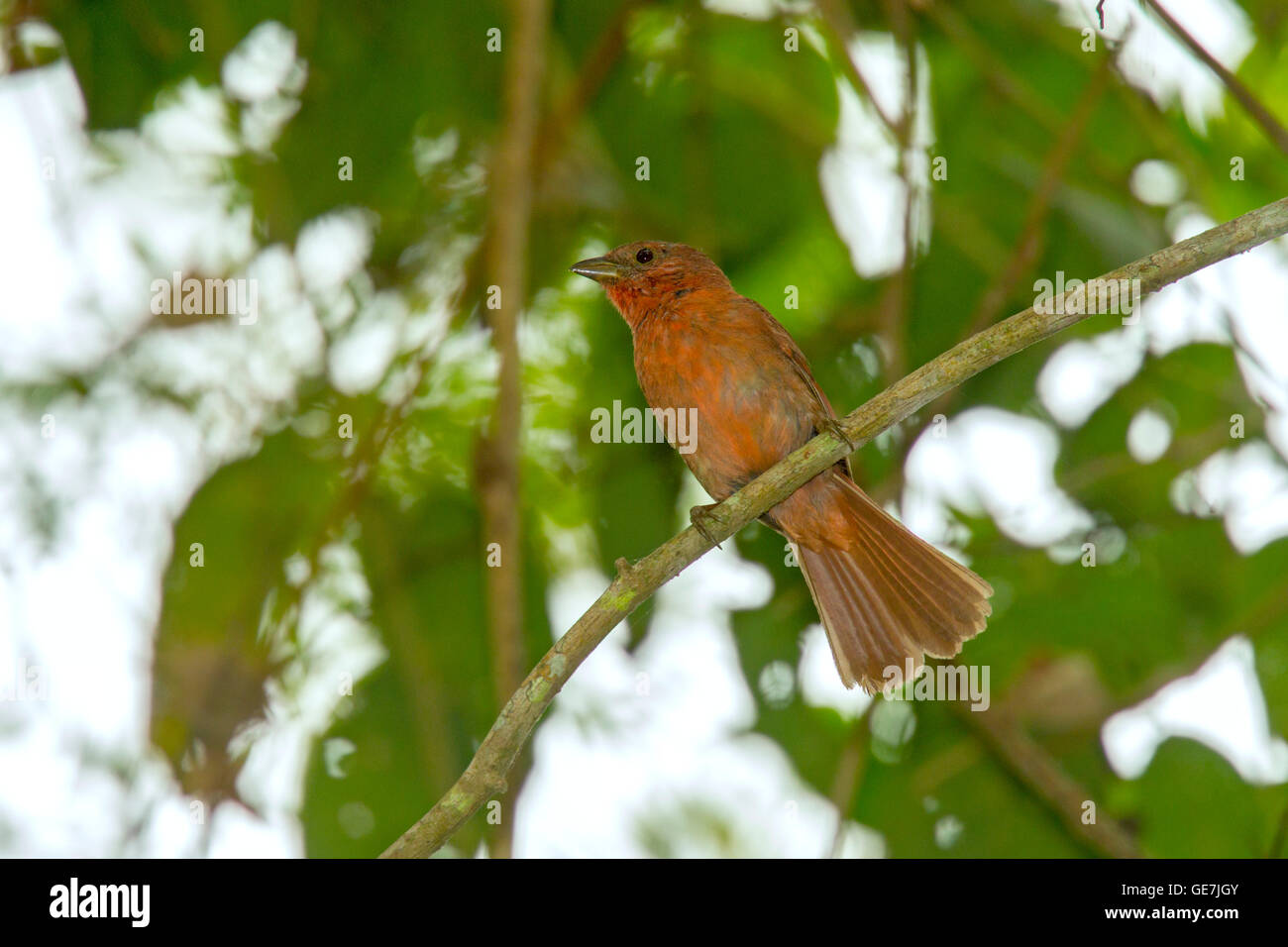 Red-crowned Ant-Tanager Habia rubica roaea El Tuito, Jalisco, Mexico 11 ...