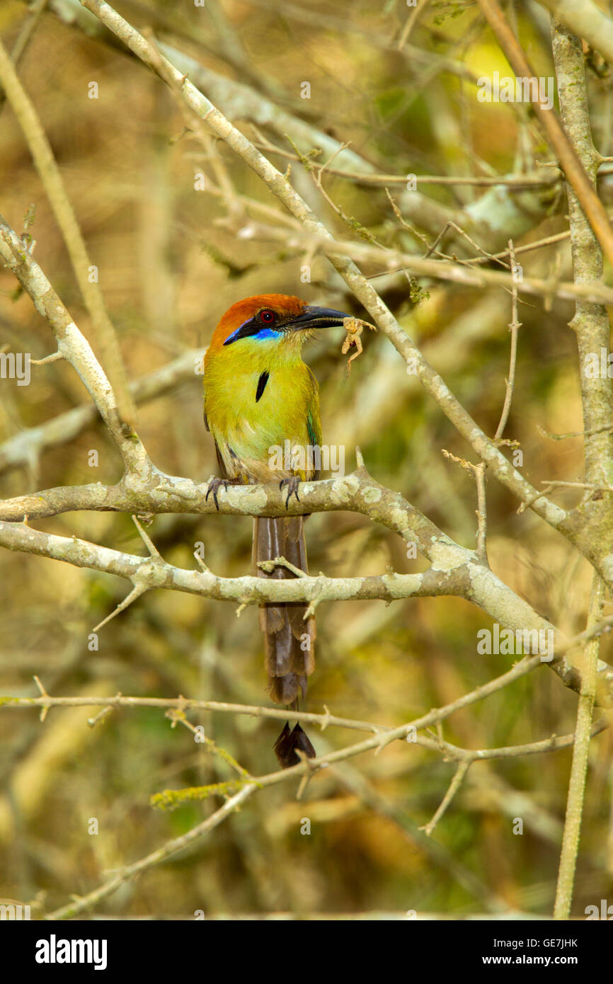 Russet-crowned Motmot Momotus mexicanus El Tuito, Jalisco, Mexico 11 ...