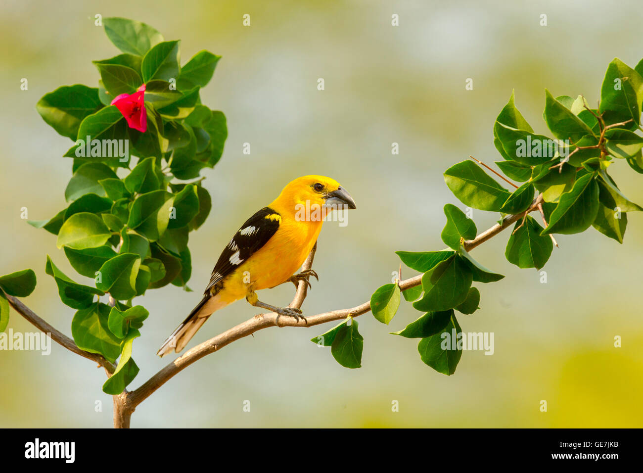 Yellow grosbeak pheucticus chrysopeplus dilutus hi-res stock ...