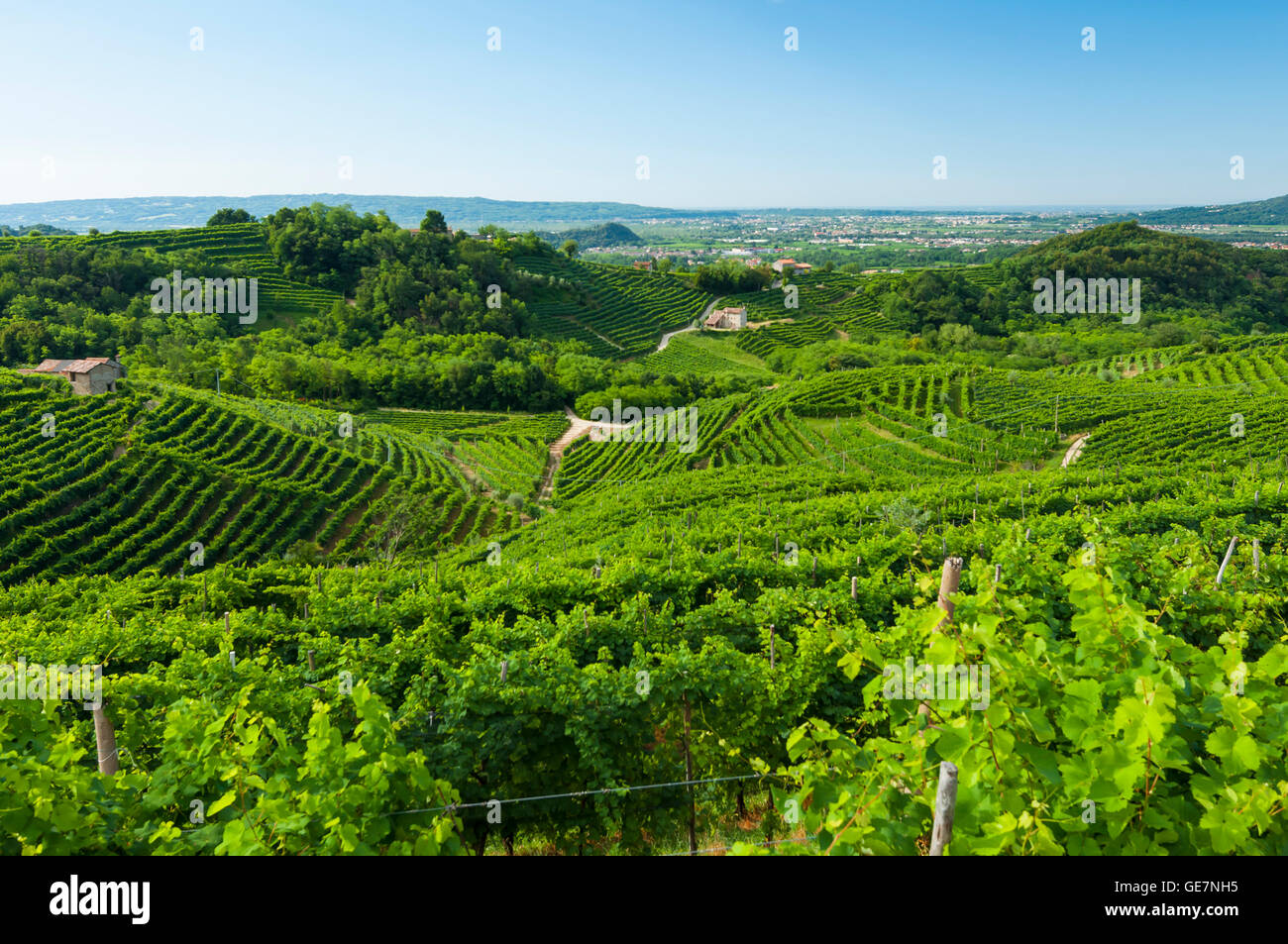 Prosecco vineyards at summer, Valdobbiadene, Italy. Taken on July 17 ...