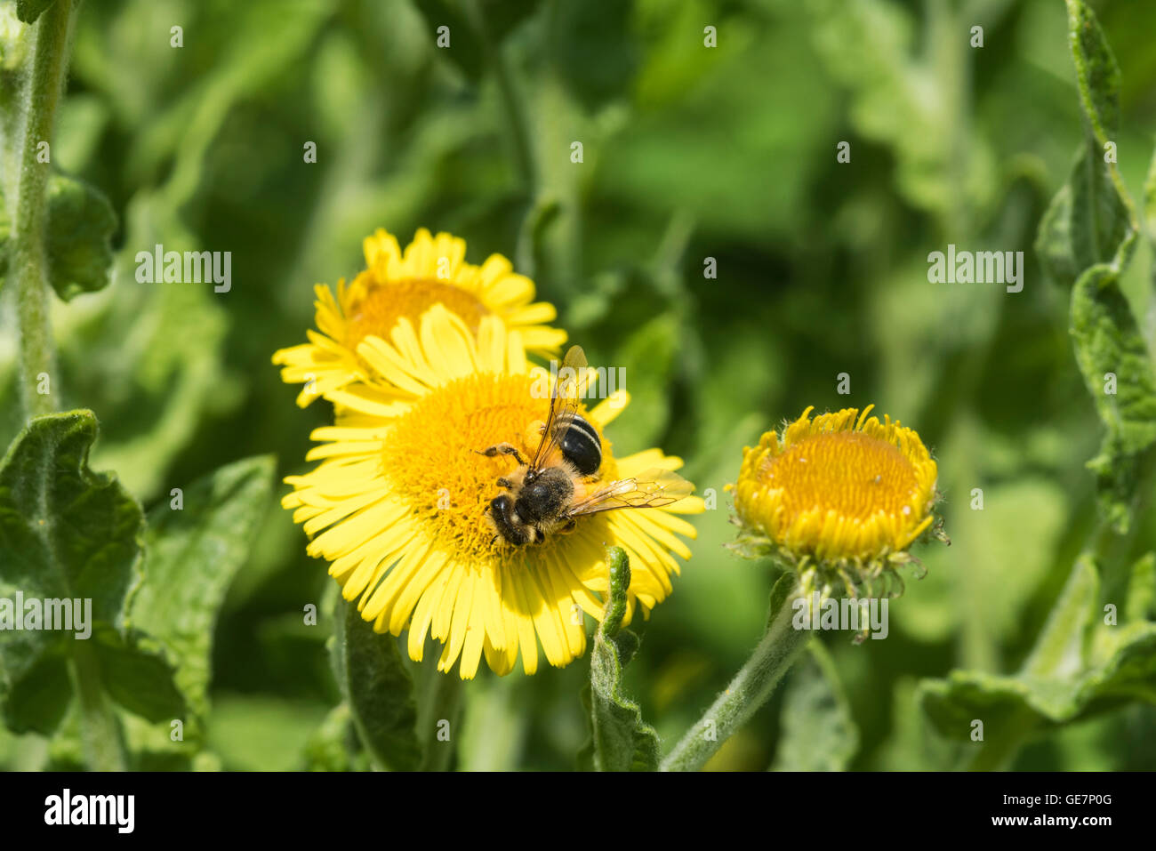 A bee, probably an Andrena species, feeding on Common Fleabane Stock ...