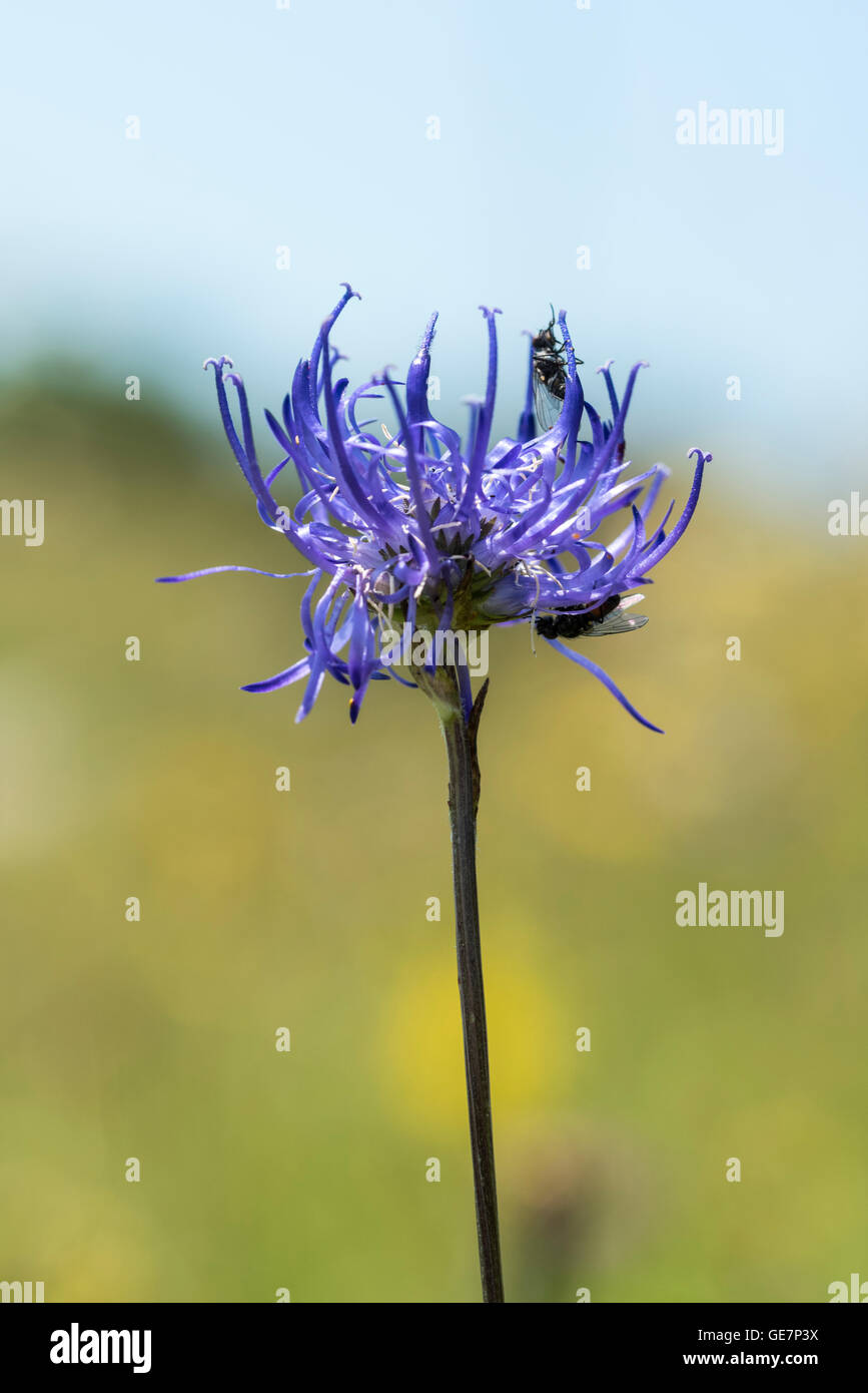 Sussex insects hi-res stock photography and images - Alamy