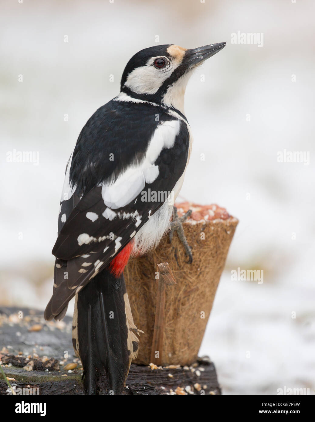 Great spotted woodpecker feather hi-res stock photography and images ...