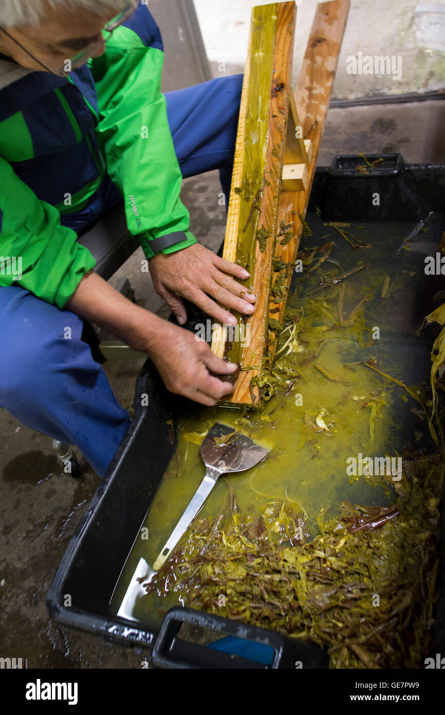 Paper making techniques in Gokayama, Japan Stock Photo - Alamy