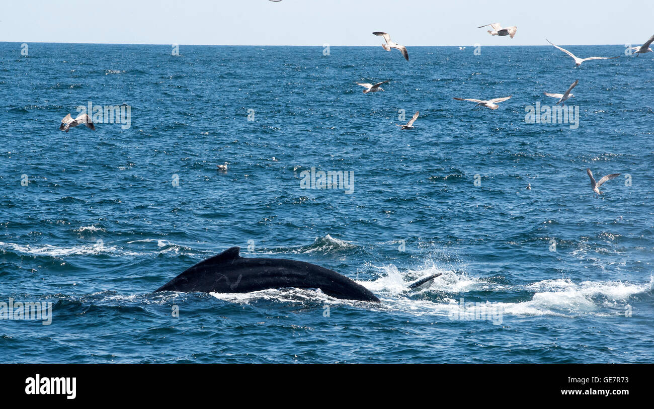 Boston Harbor Whale Watching Adventures Stock Photo - Alamy