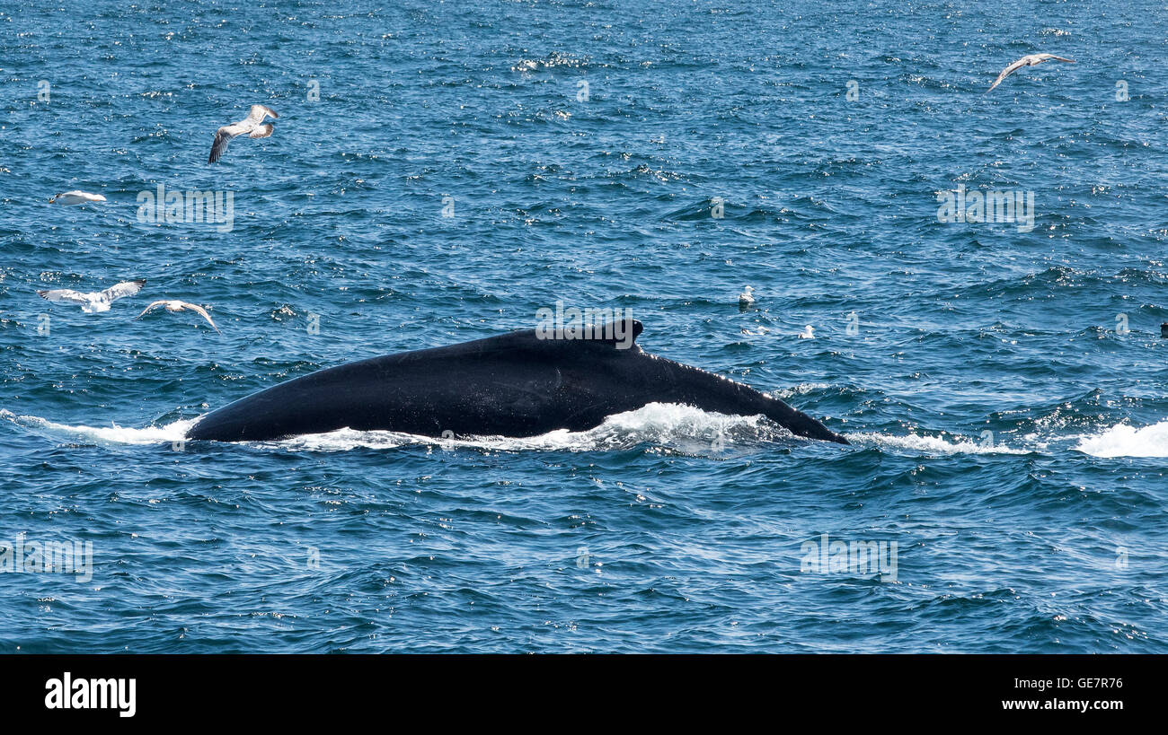 Boston Harbor Whale Watching Adventures Stock Photo - Alamy