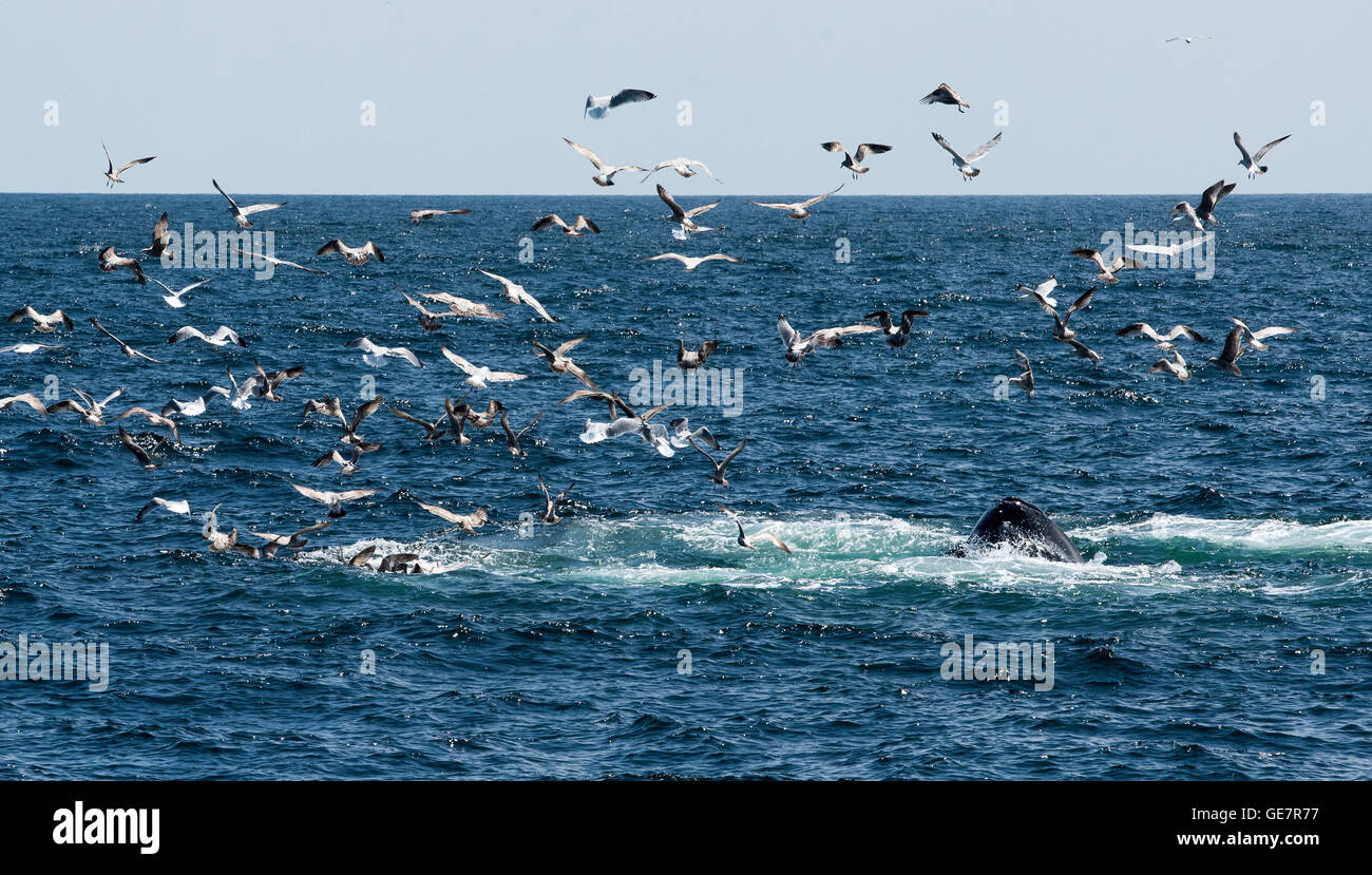 Aquarium boston whale hi-res stock photography and images - Alamy