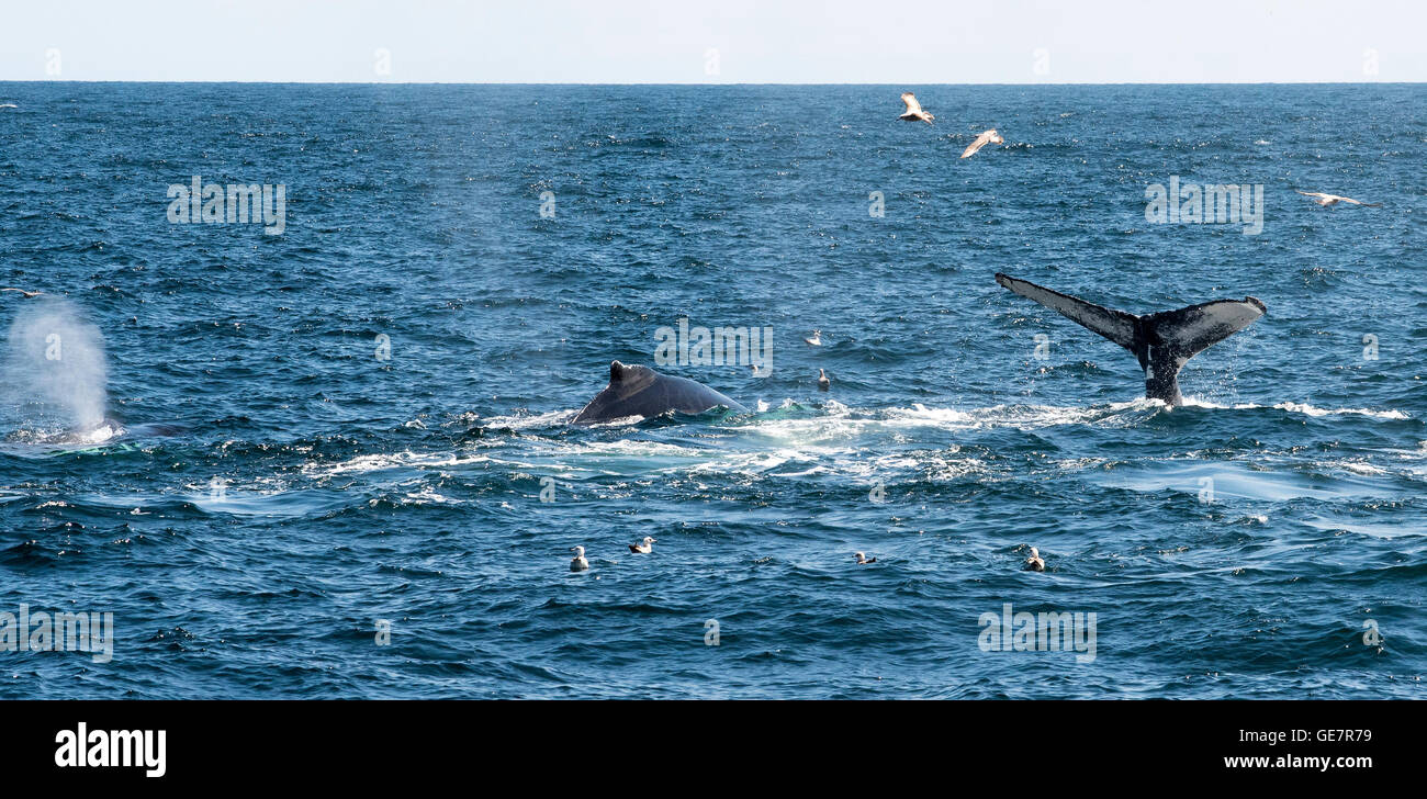 Boston Harbor Whale Watching Adventures Stock Photo - Alamy