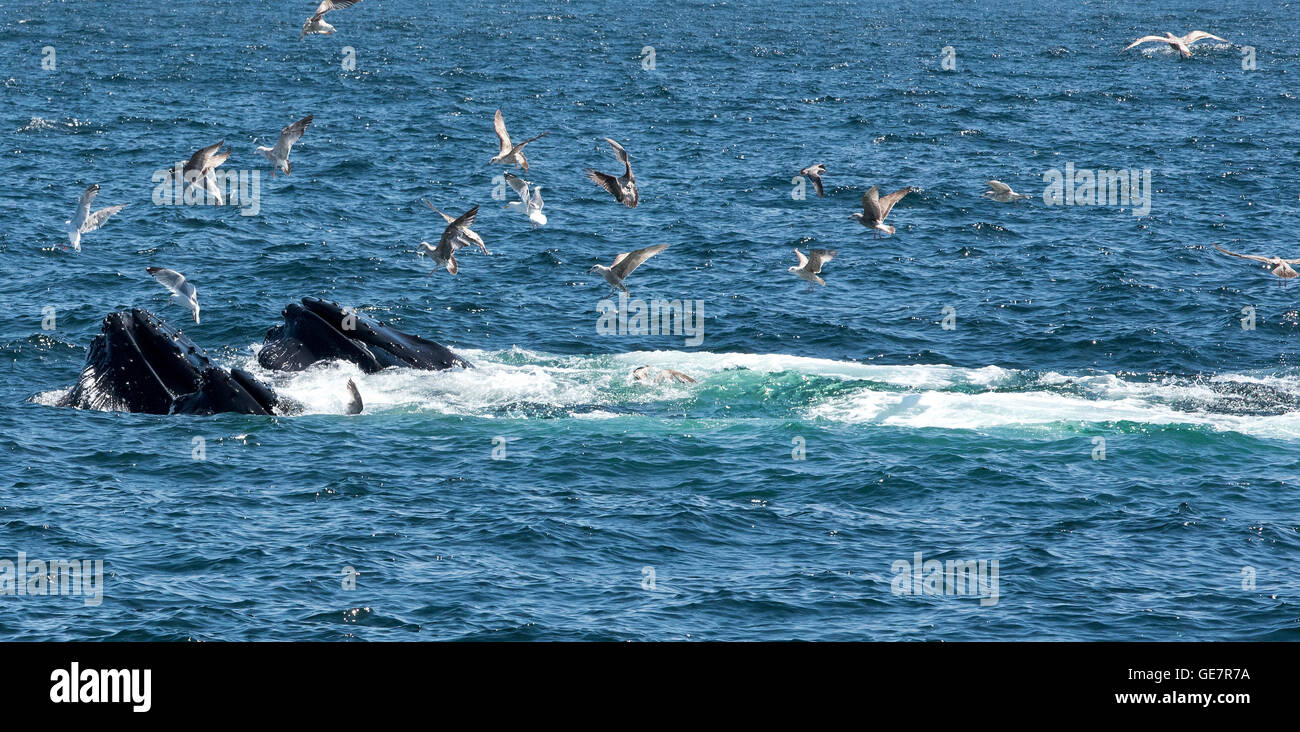Boston Harbor Whale Watching Adventures Stock Photo - Alamy