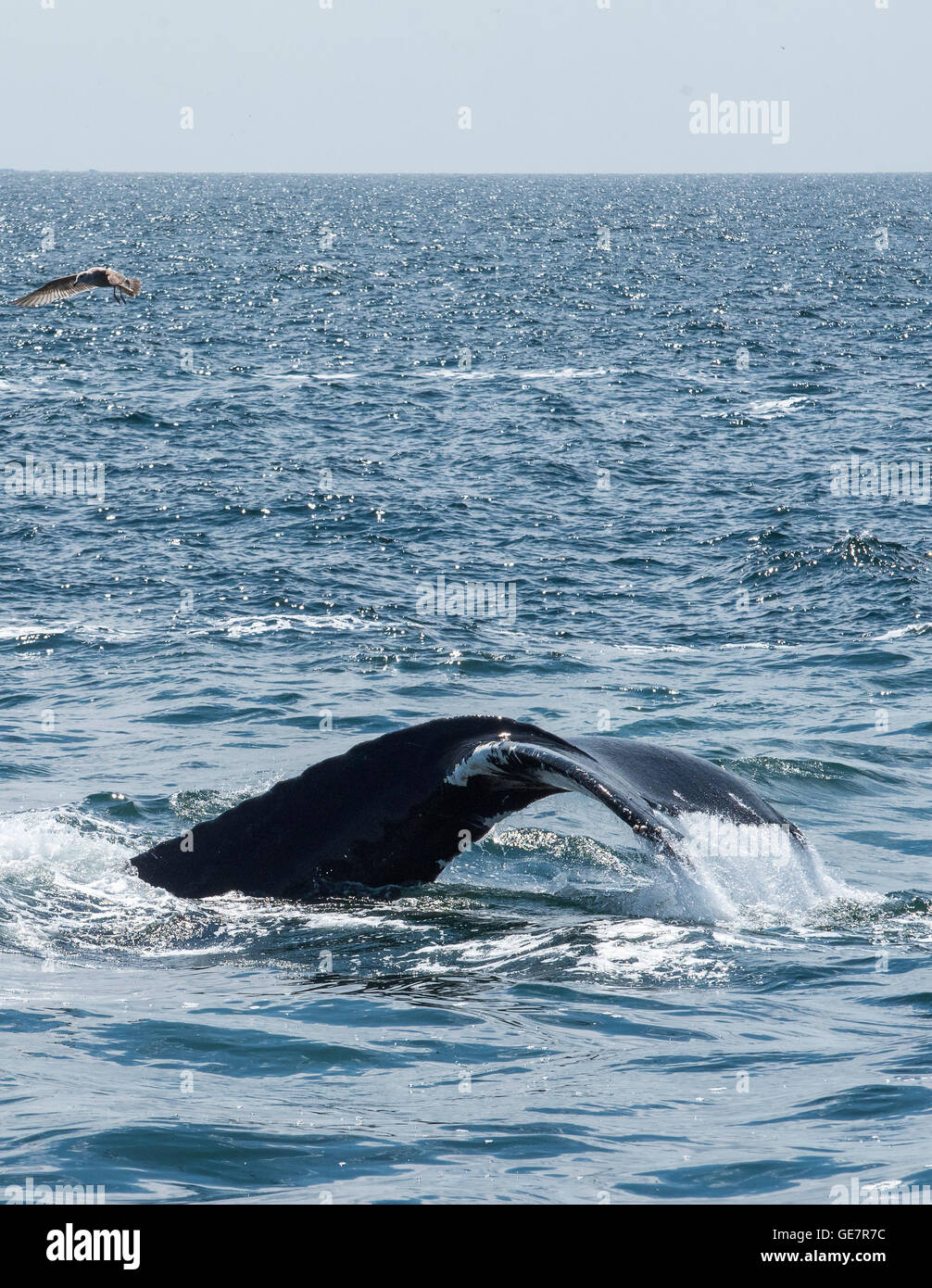 Bosotn harbor hi-res stock photography and images - Alamy