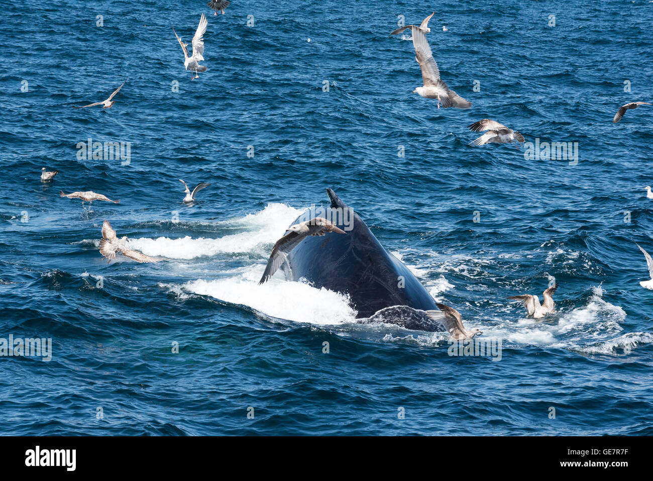 Boston Harbor Whale Watching Adventures Stock Photo - Alamy