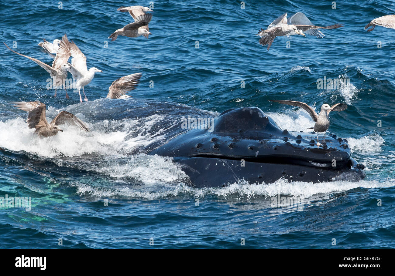 Boston Harbor Whale Watching Adventures Stock Photo - Alamy