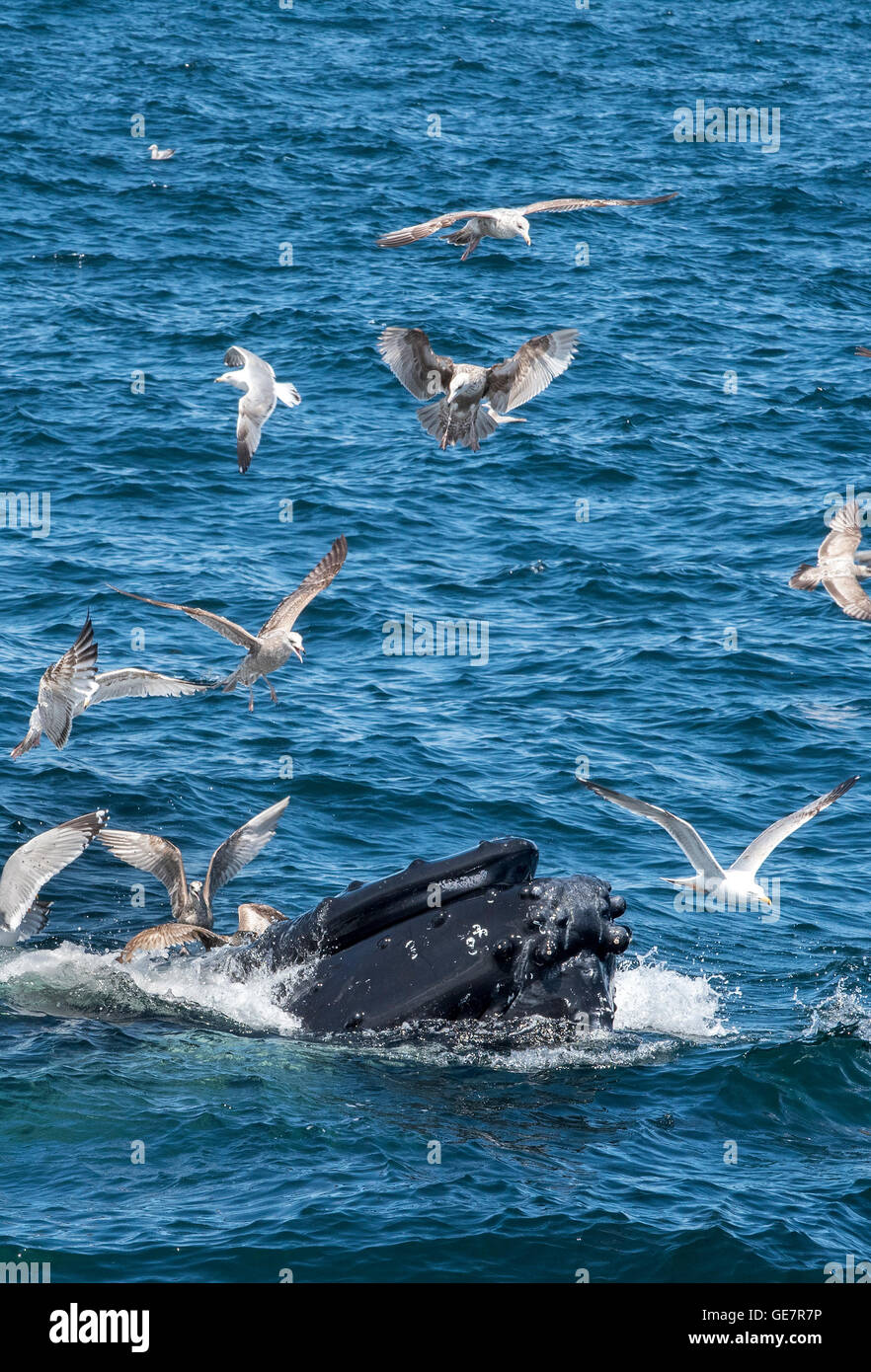 Boston Harbor Whale Watching Adventures Stock Photo - Alamy