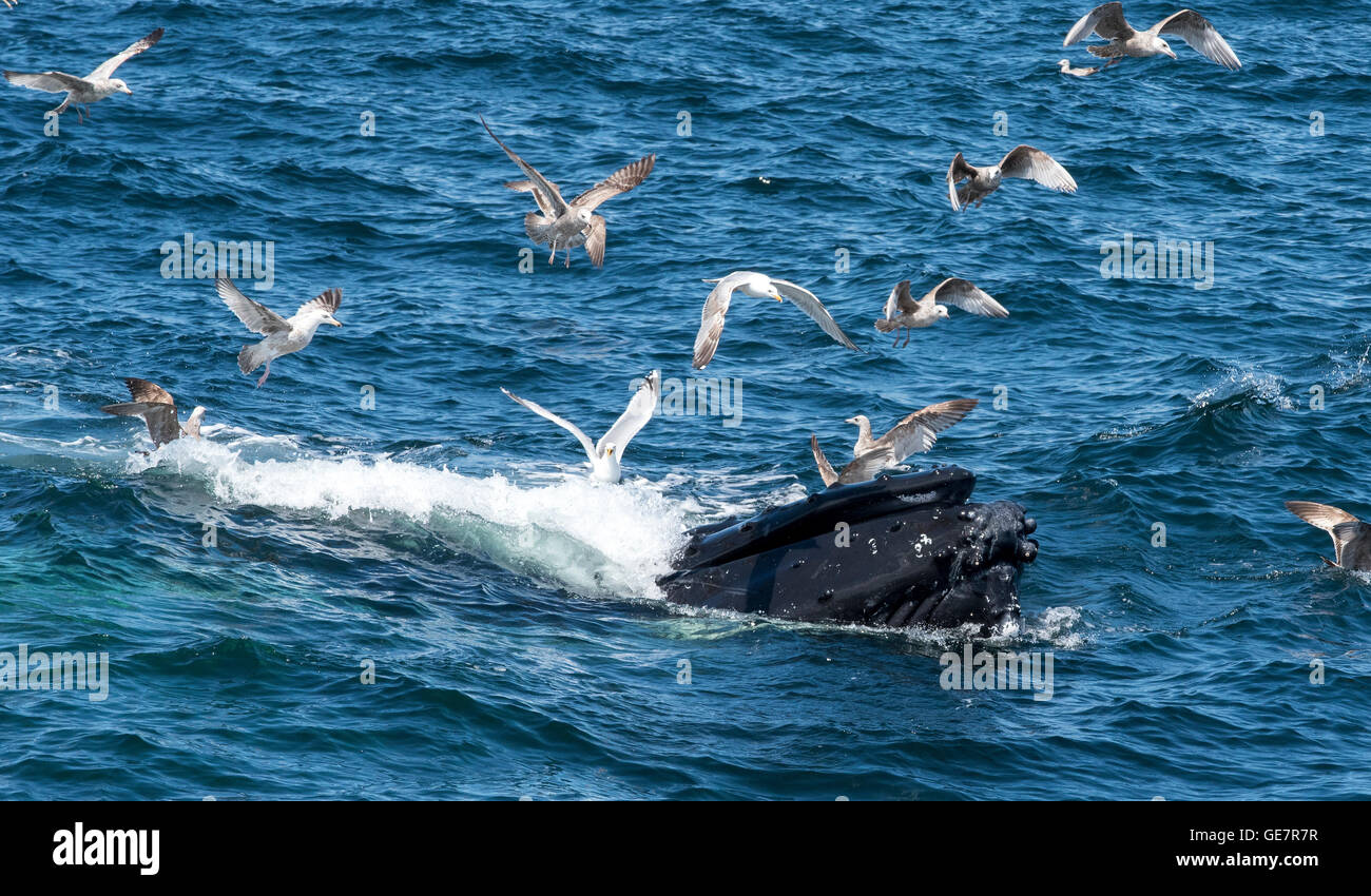Boston Harbor Whale Watching Adventures Stock Photo - Alamy