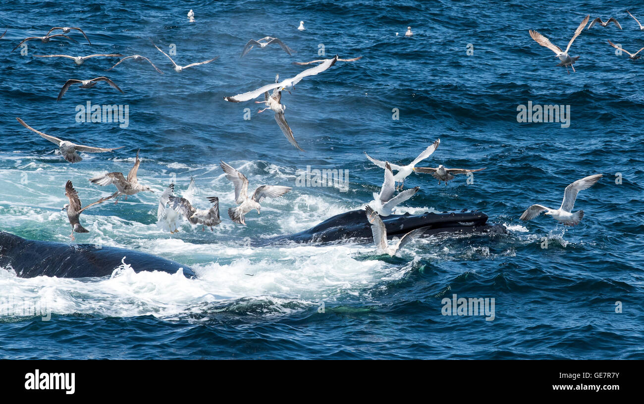 Boston Harbor Whale Watching Adventures Stock Photo - Alamy