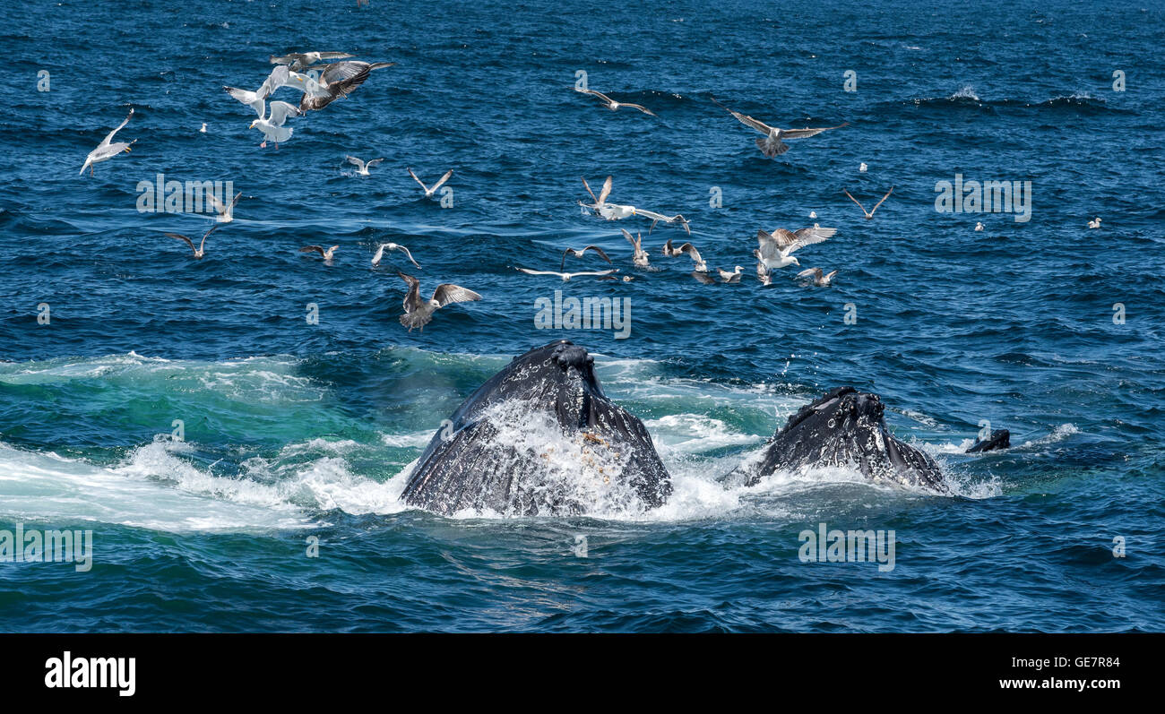 Bosotn harbor hi-res stock photography and images - Alamy