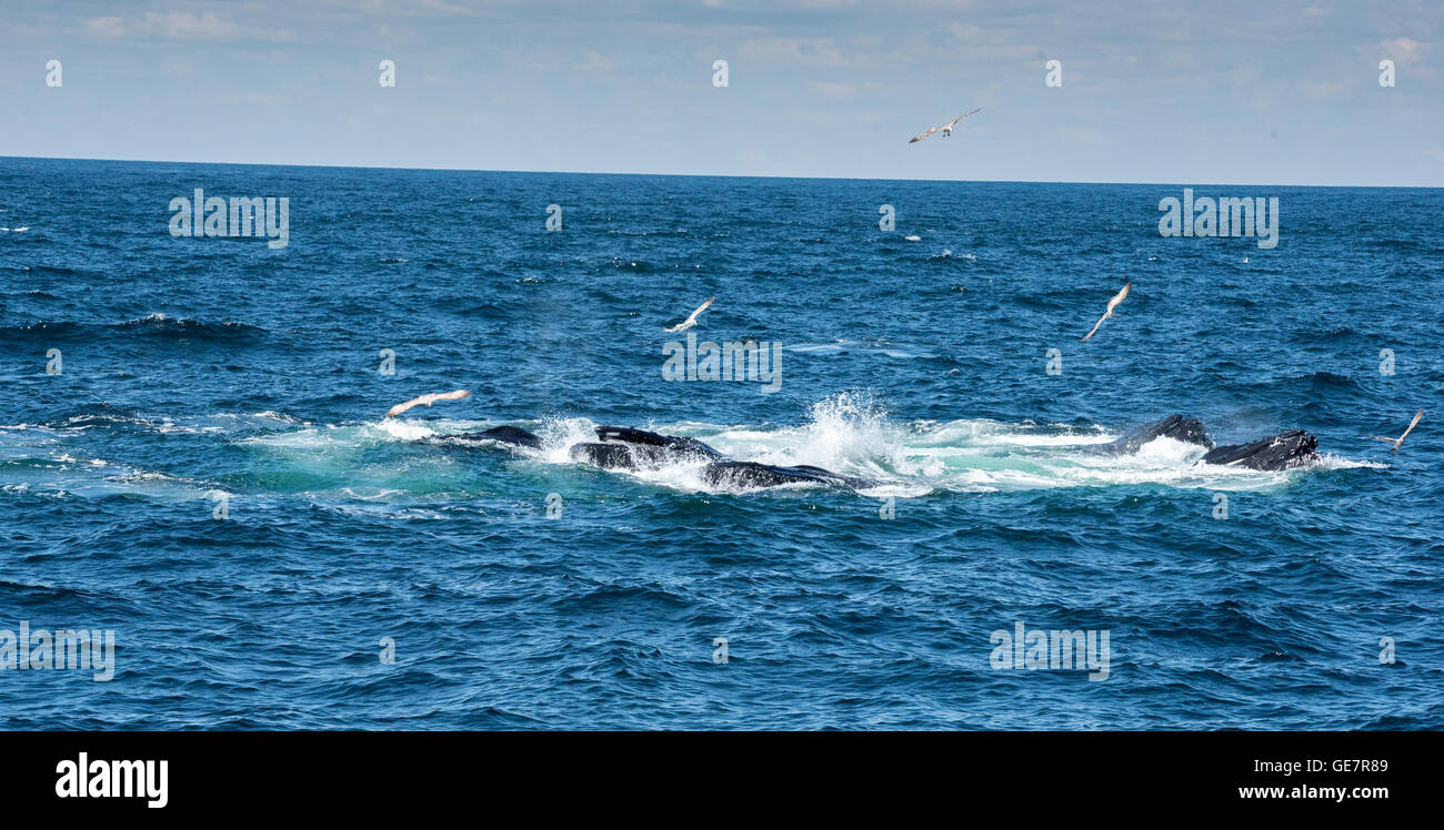 Boston Harbor Whale Watching Adventures Stock Photo - Alamy