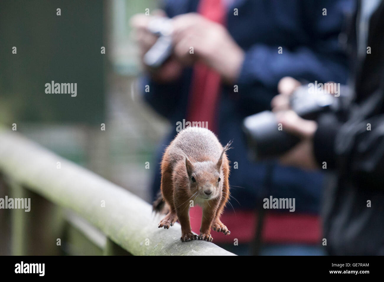 Red Squirrel Sciurus Vulgaris running along a rail in front of ...