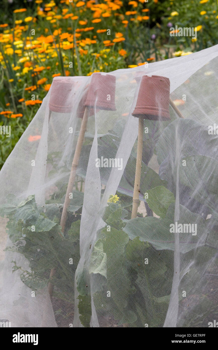 Vegetable beds covered in protective netting the a terracotta plant ...