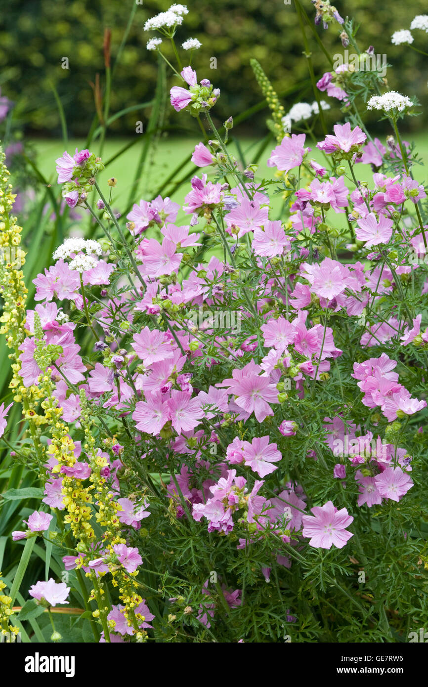 Malva alcea hi-res stock photography and images - Alamy