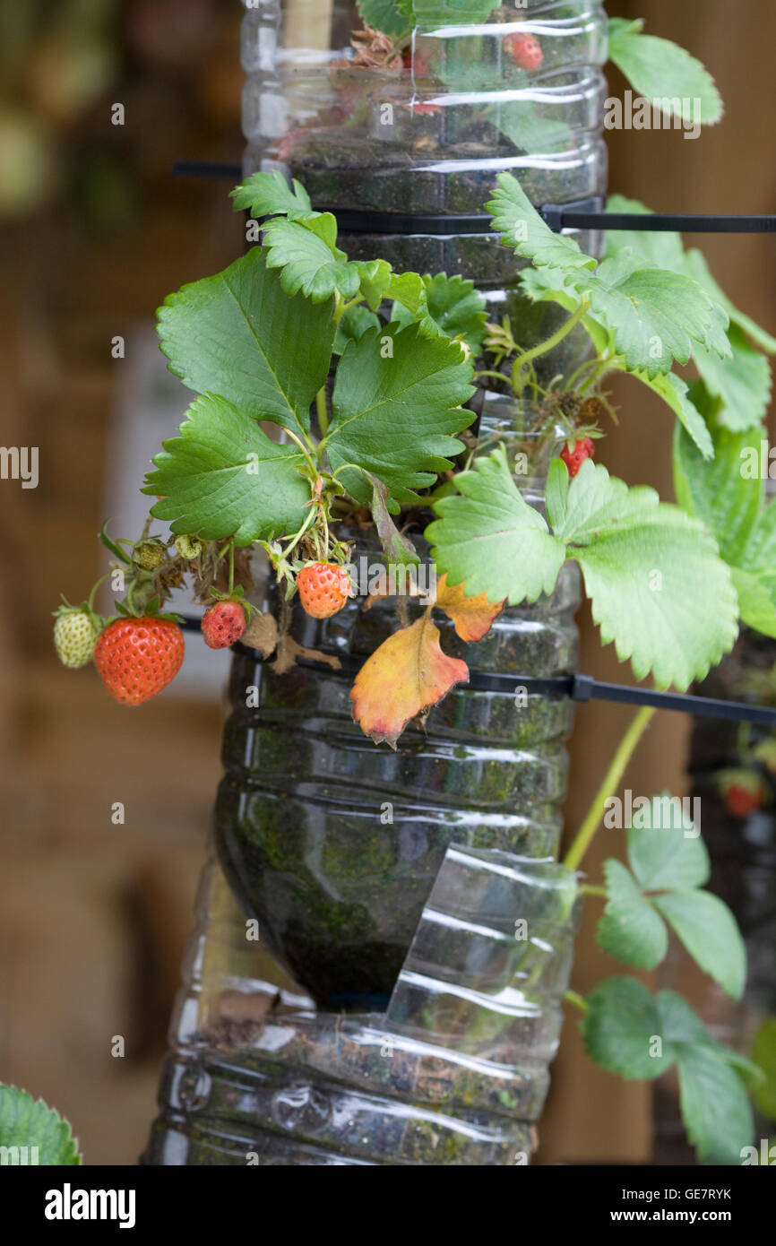 strawberries growing in a plastic bottle Stock Photo - Alamy
