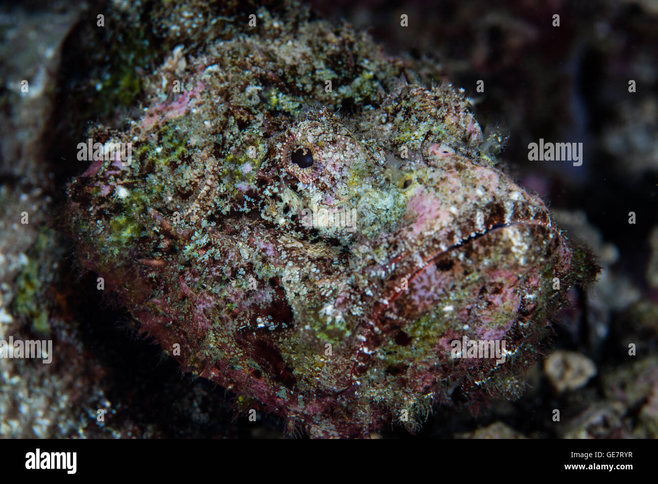 A False stonefish (Scorpaenopsis diabolus) lays camouflaged on a ...