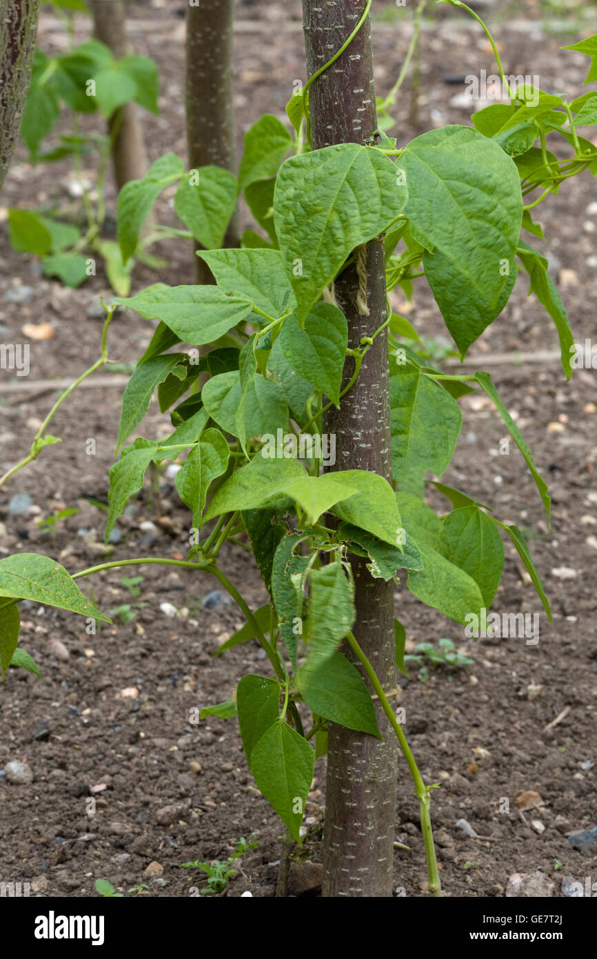 Runner beans structure hi-res stock photography and images - Alamy