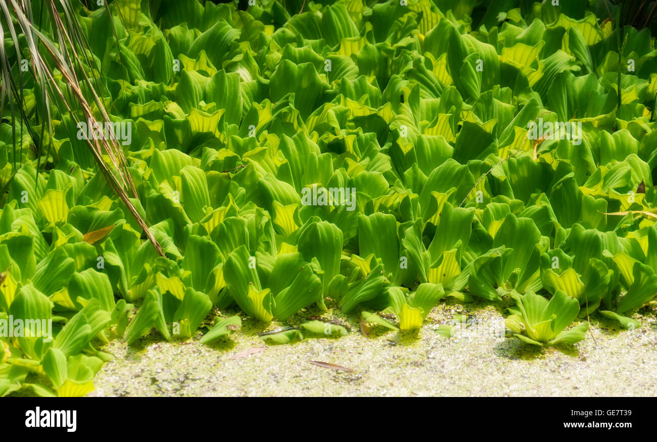 Aquatic plants asia hi-res stock photography and images - Alamy