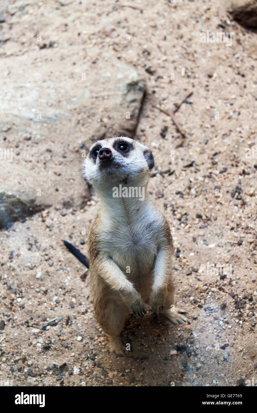 Single meercat hi-res stock photography and images - Alamy