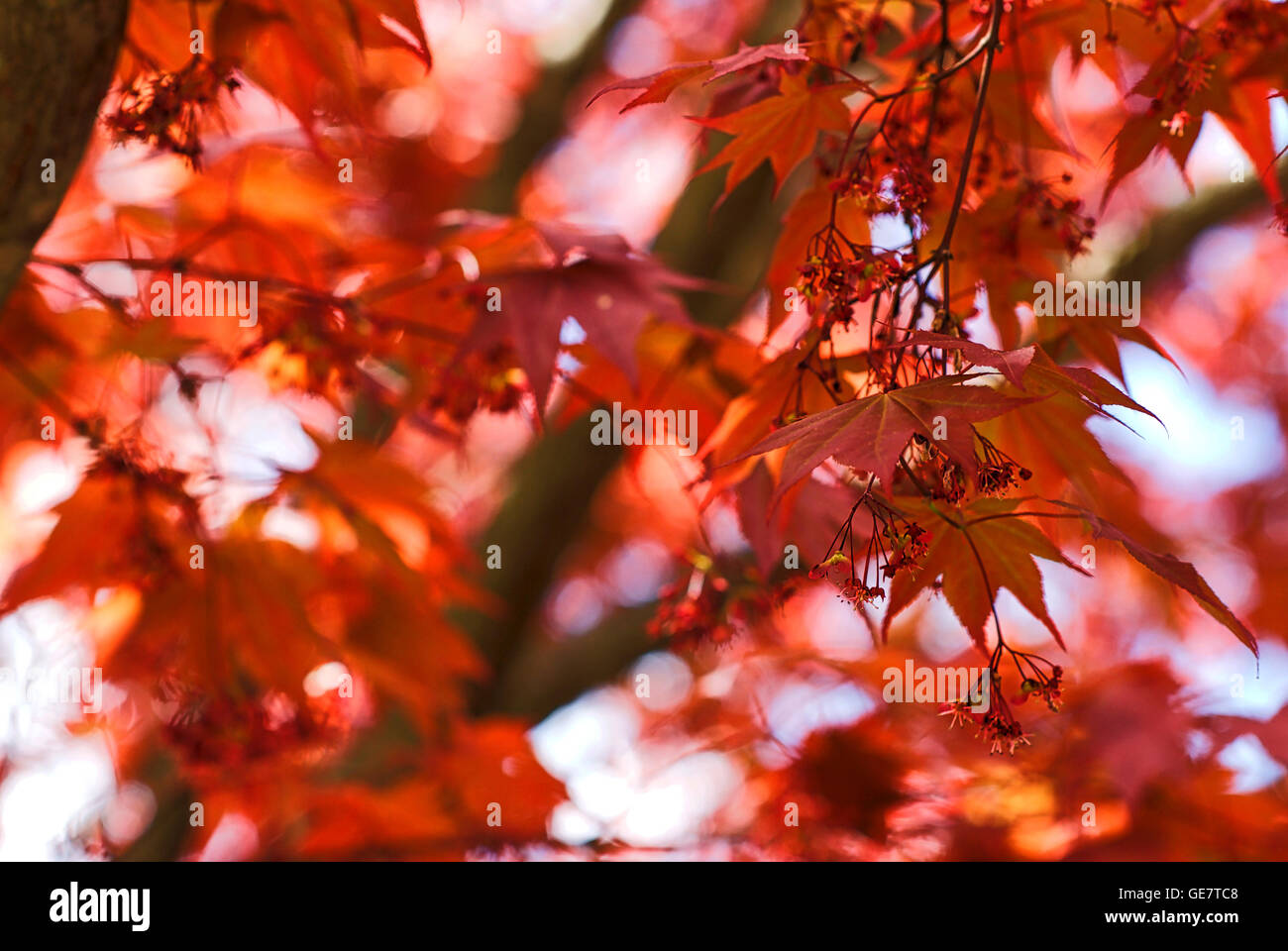 Red maple tree hi-res stock photography and images - Alamy