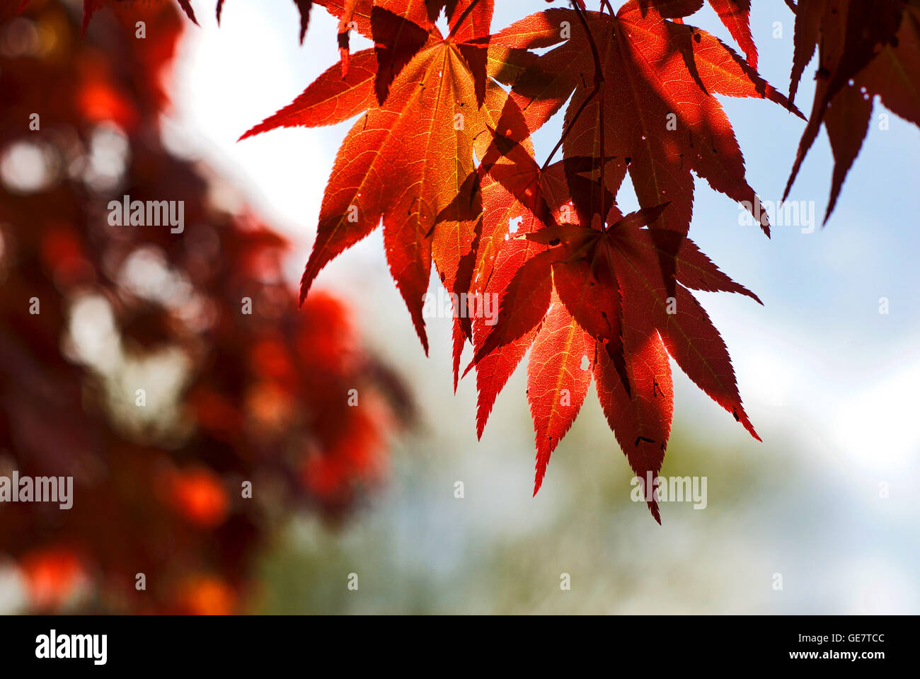 Close-up image of Japanese Red Maple tree leaves in early Spring on a ...