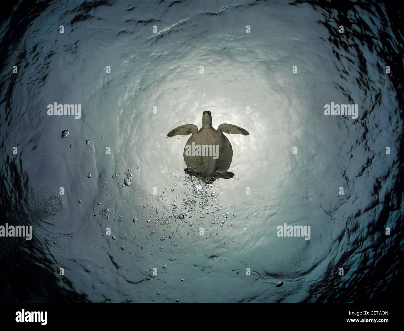 turtles flying blue sky ocean sea down up underwater scuba diving ...